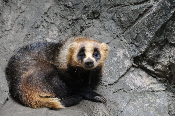 Badgers Around the World - Earth Rangers