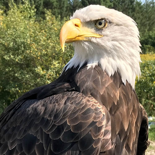 Koho - Earth Rangers