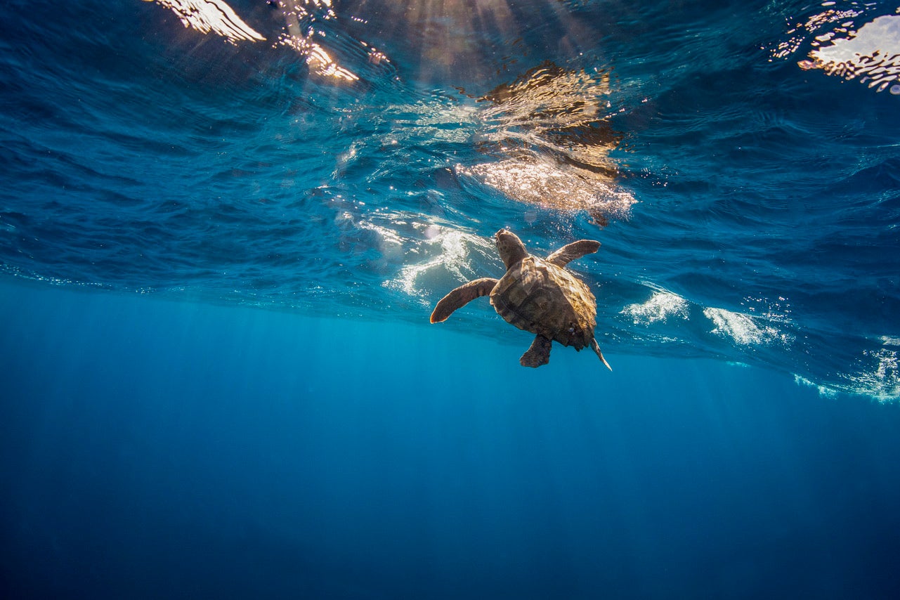 Sea turtle - Earth Rangers