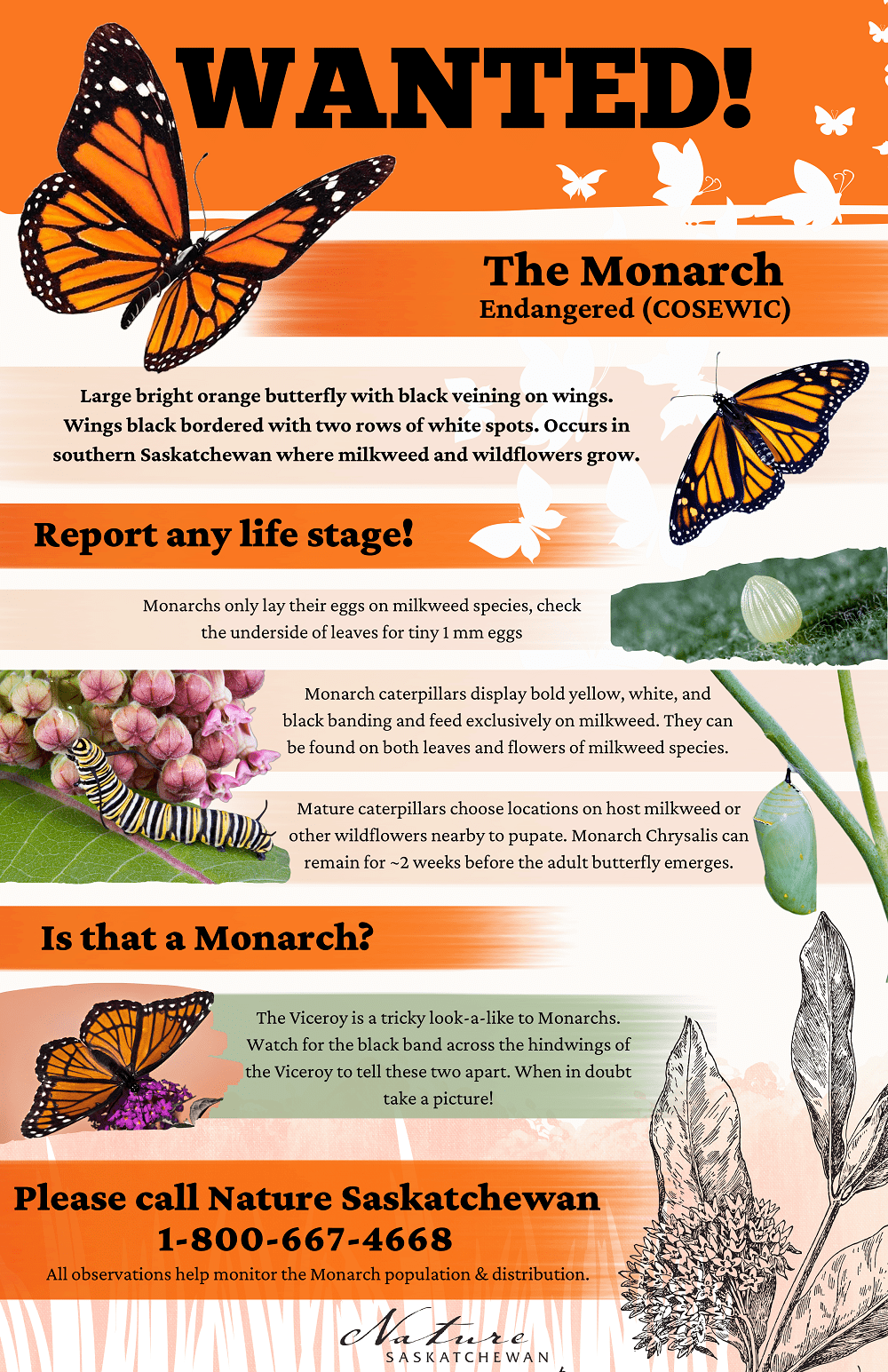 Flutter down for this Monarch Butterfly Update! - Earth Rangers
