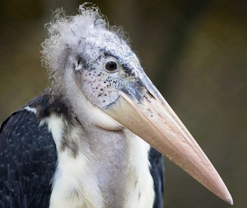 Top Ten Birds with Cool Hairstyles - Earth Rangers