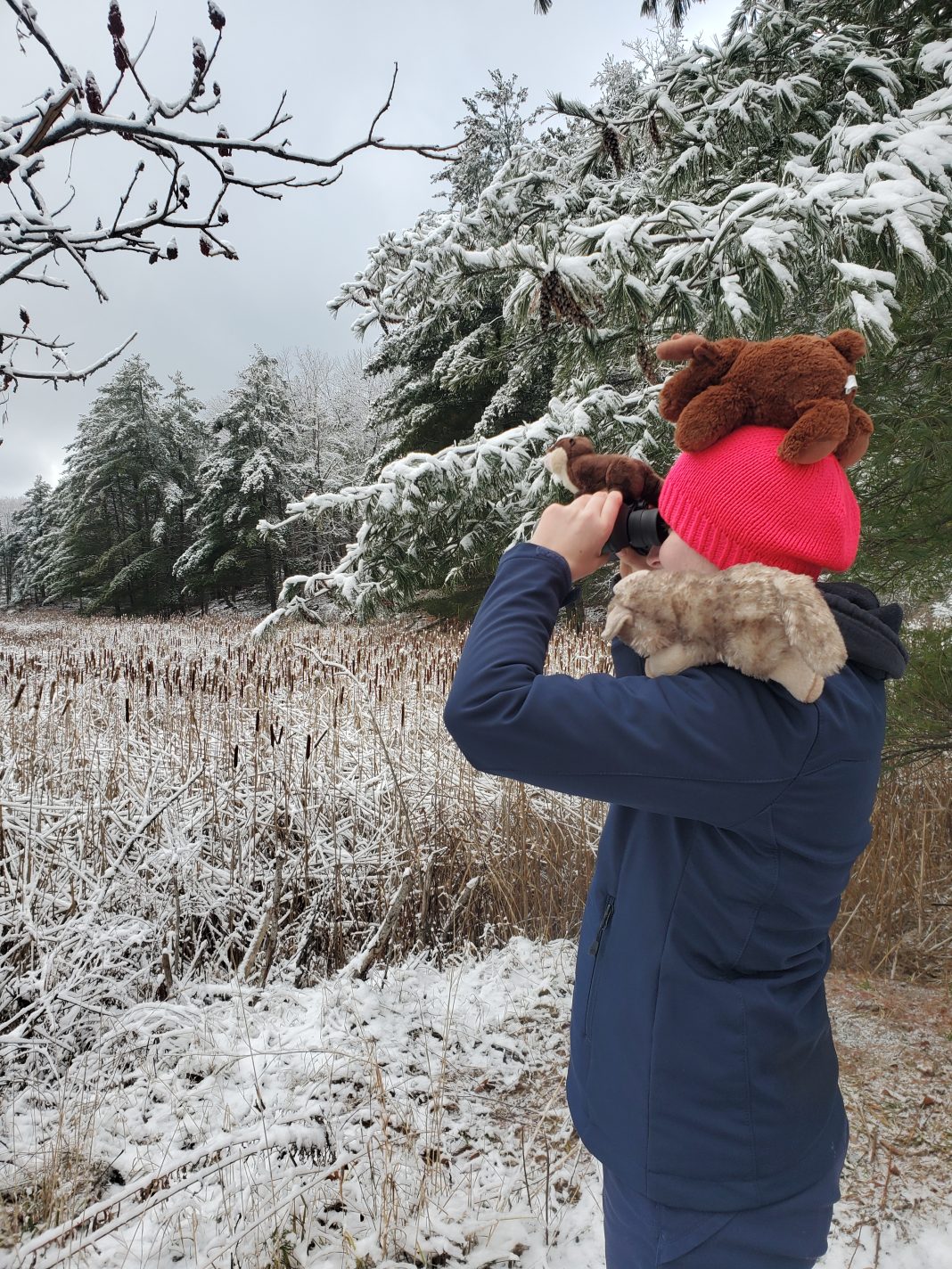 Wolves, Otters, and Moose! An Adventure in the Frontenac Arch with ...