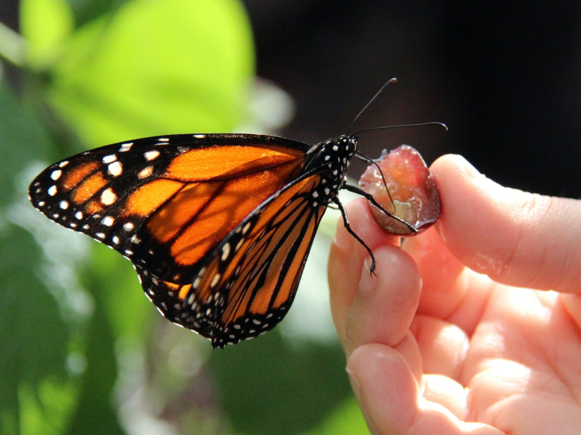 Flutter down for this Monarch Butterfly Update! - Earth Rangers