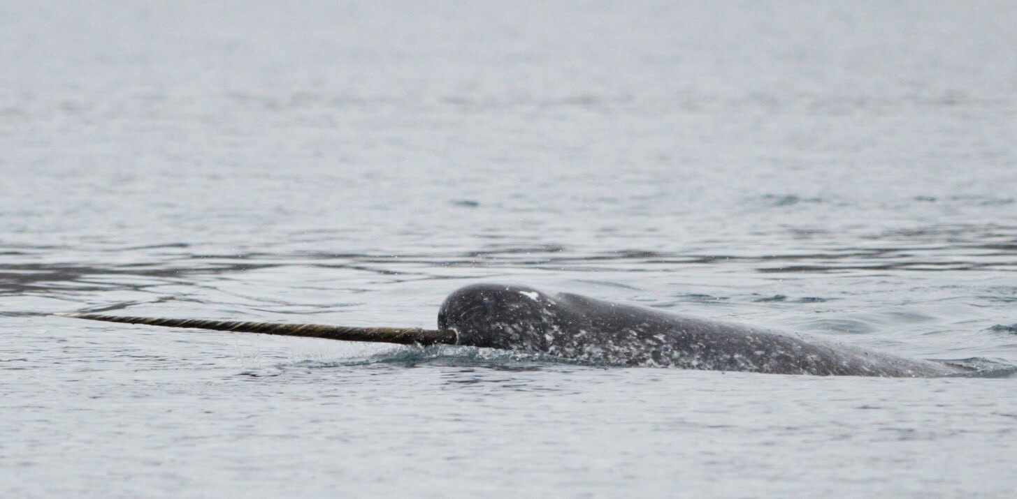 It’s Narwhal Week! - Earth Rangers