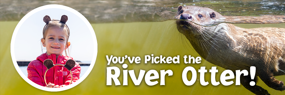 ears-on-river-otter - Earth Rangers