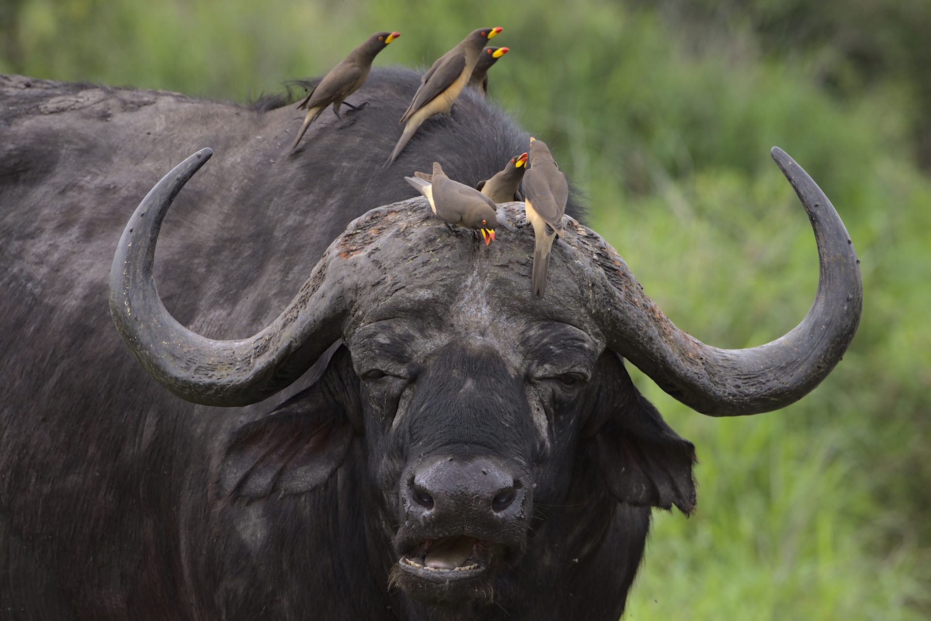 Unusual Animal BFFs - Earth Rangers