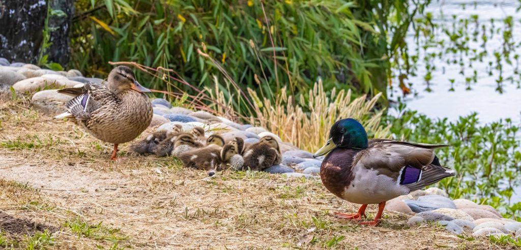 Pixel Puzzler #50: The Great Reveal - Earth Rangers