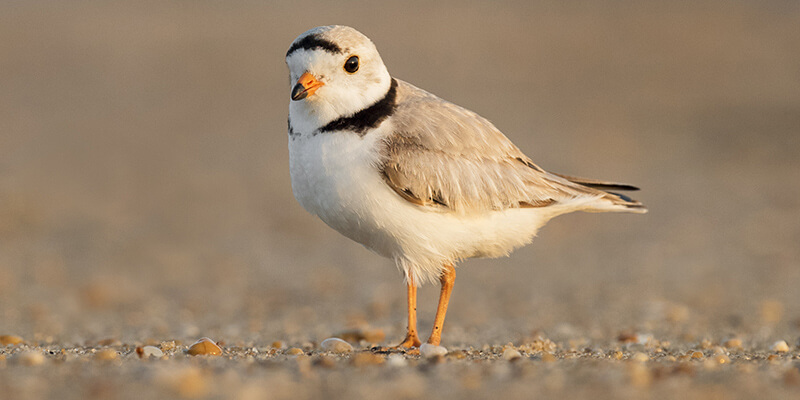 Piping Plover Tattoos Softenough Plovers In A Dangerous Time