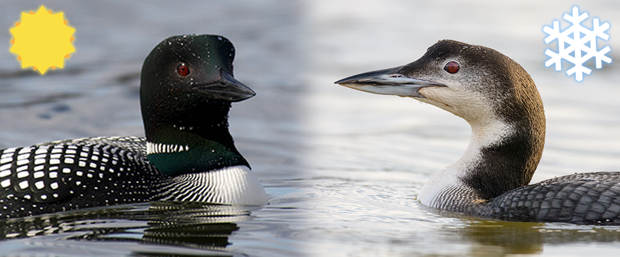 Loony for Loons - Earth Rangers
