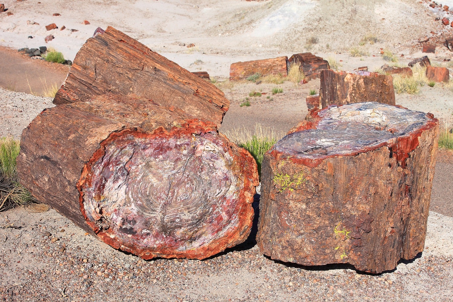 The Quest for the Best: Into the Petrified Forest - Earth Rangers