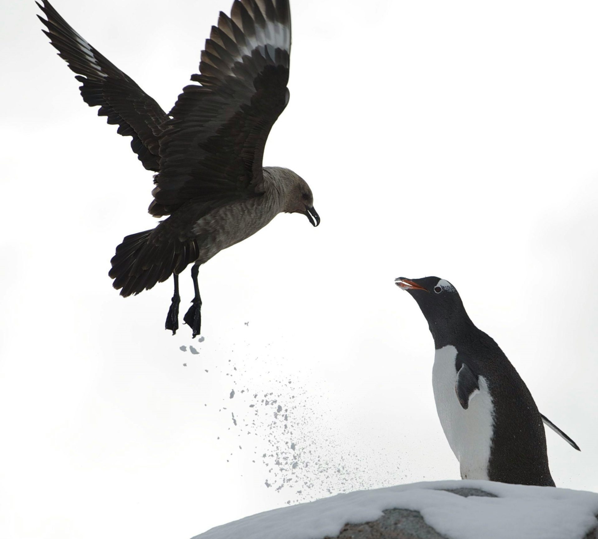 Why can’t all birds fly? - Earth Rangers