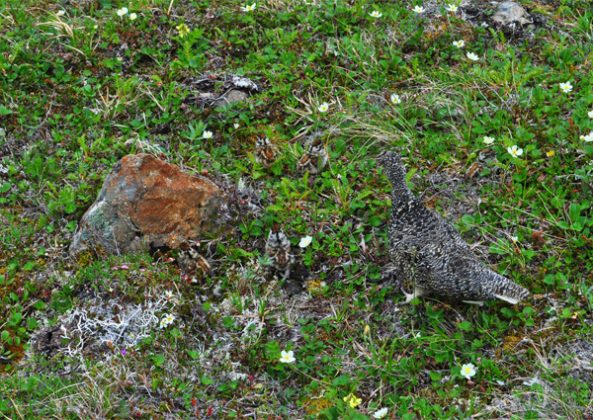 Animals Blending into their Environment - Earth Rangers