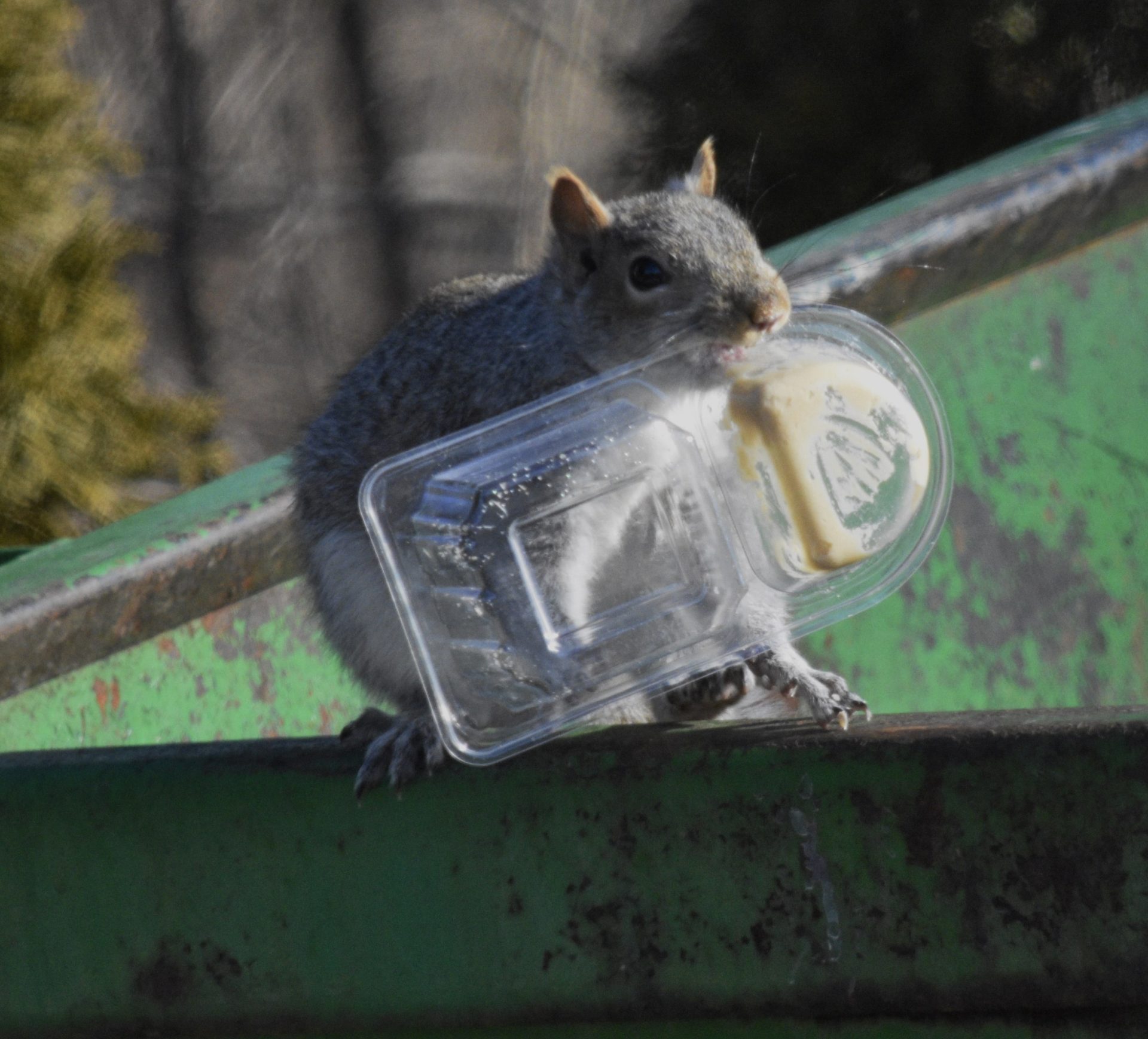 Lunch with Luna and Eclipse - Earth Rangers