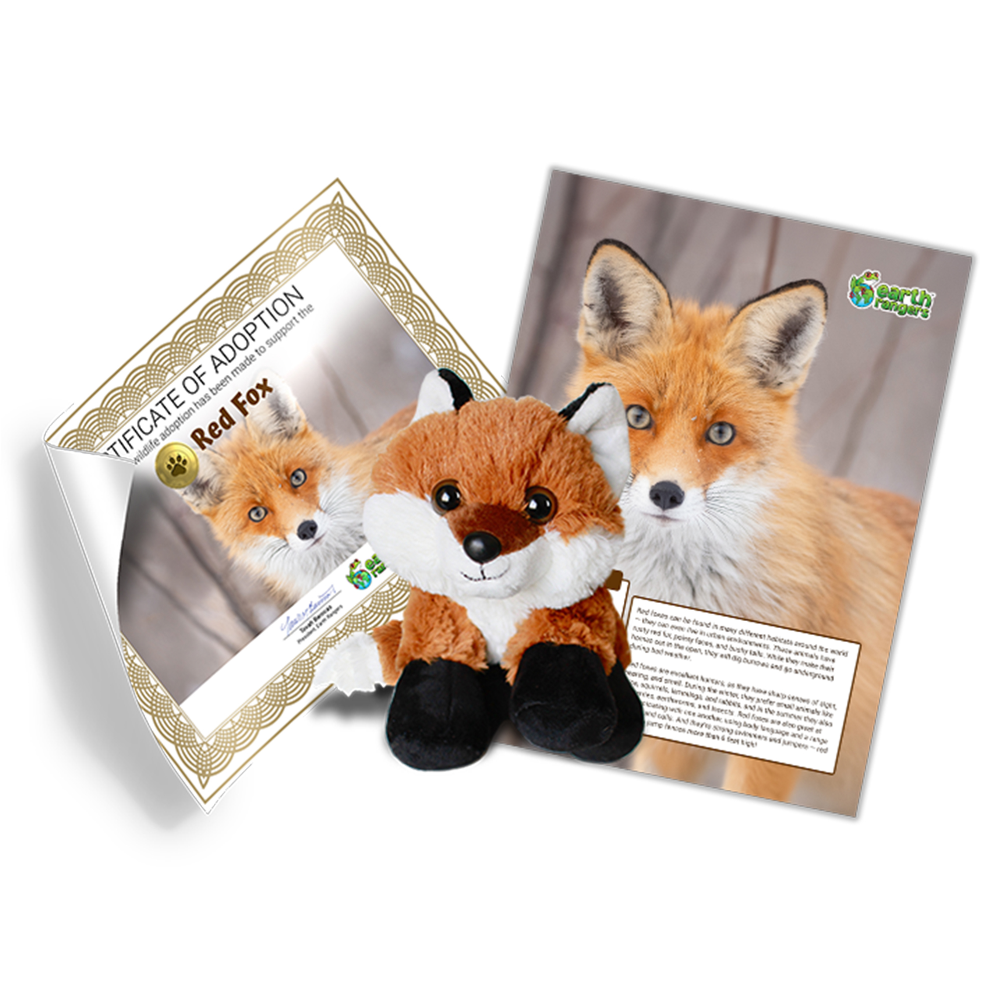 Ottawa Valley Project: Flying Squirrel, Red Fox and Snowy Owl - Earth ...