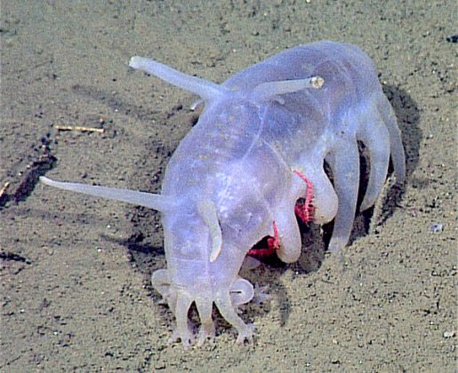 9 Sea Creatures Who Are Out of This World! - Earth Rangers