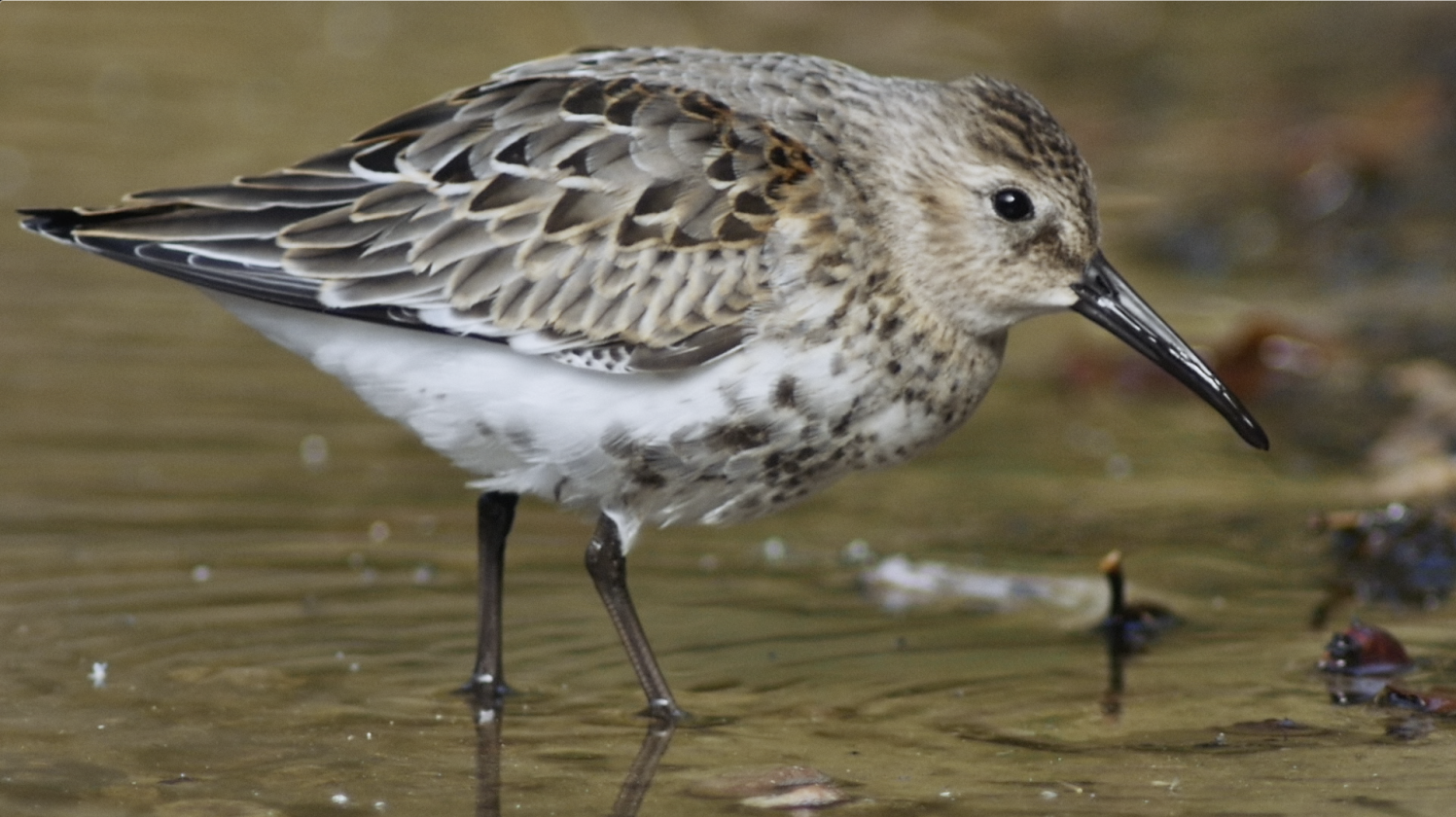 Save a Red Knot This Migratory Bird Day! - Earth Rangers