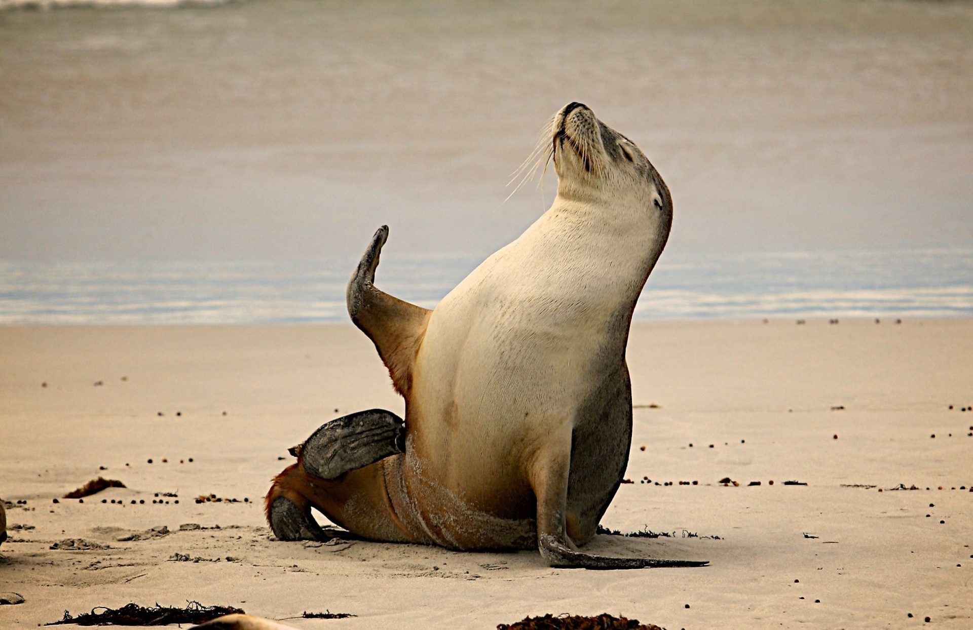 Top 8 Tips for Safe Wildlife Viewing - Earth Rangers