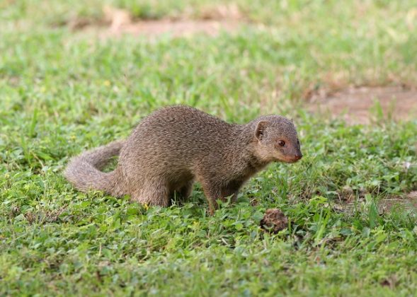 Ten of the World’s Most Invasive Species - Earth Rangers