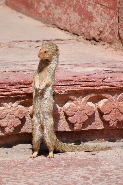 Ten of the World’s Most Invasive Species - Earth Rangers