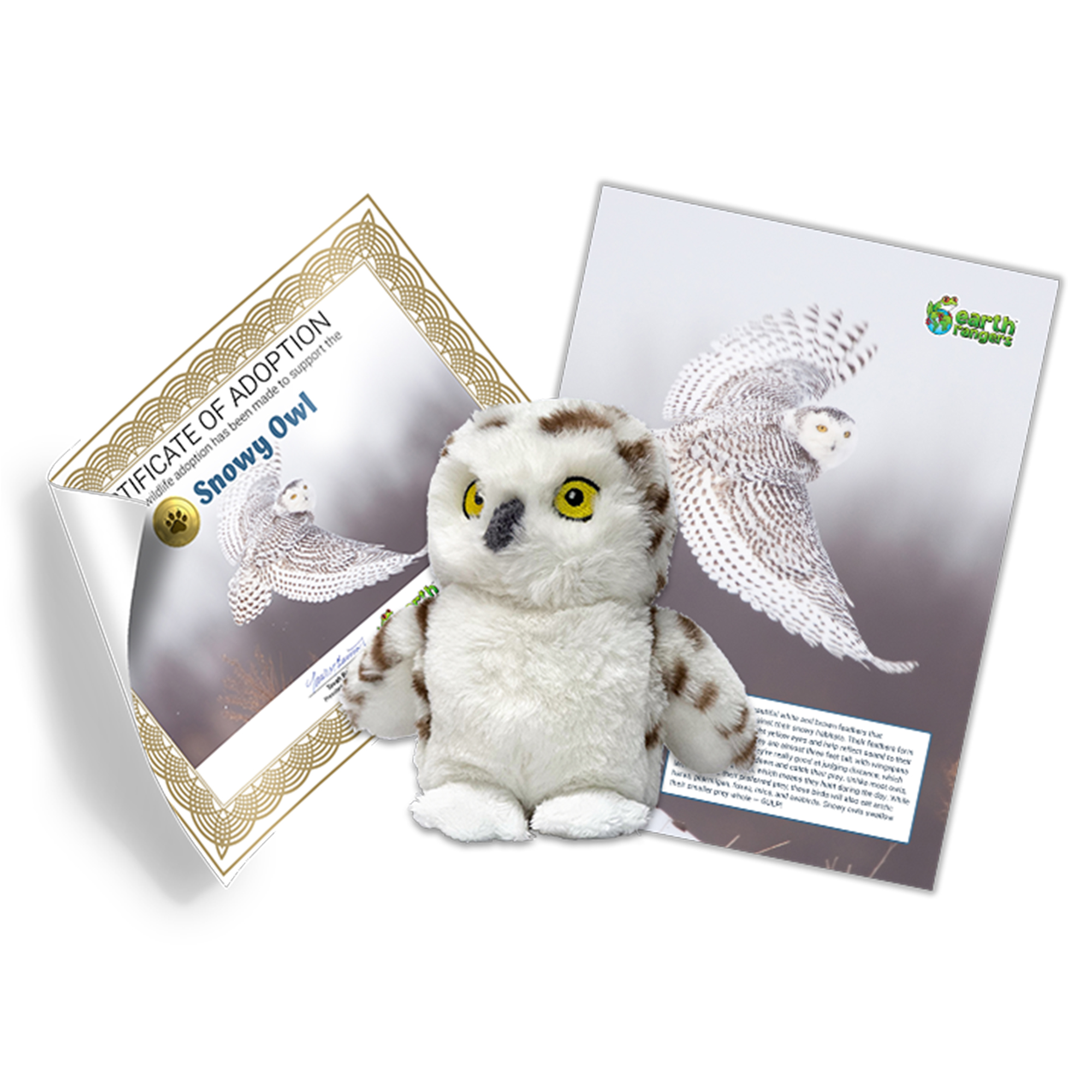 Ottawa Valley Project: Flying Squirrel, Red Fox and Snowy Owl - Earth ...