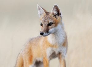 The Swift Fox Returns — Let’s Save Their Habitat! - Earth Rangers