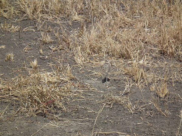 Animals Blending into their Environment - Earth Rangers