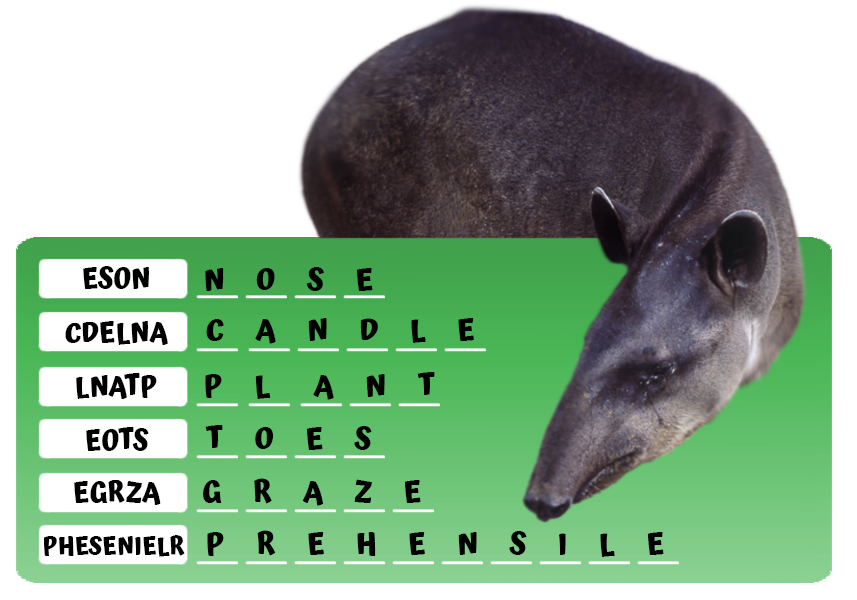 Tapir Scramble Earth Rangers Tapir Scramble Earth Rangers