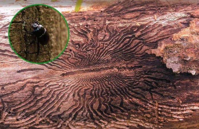 Top 10 Animals That Live in Trees! - Earth Rangers