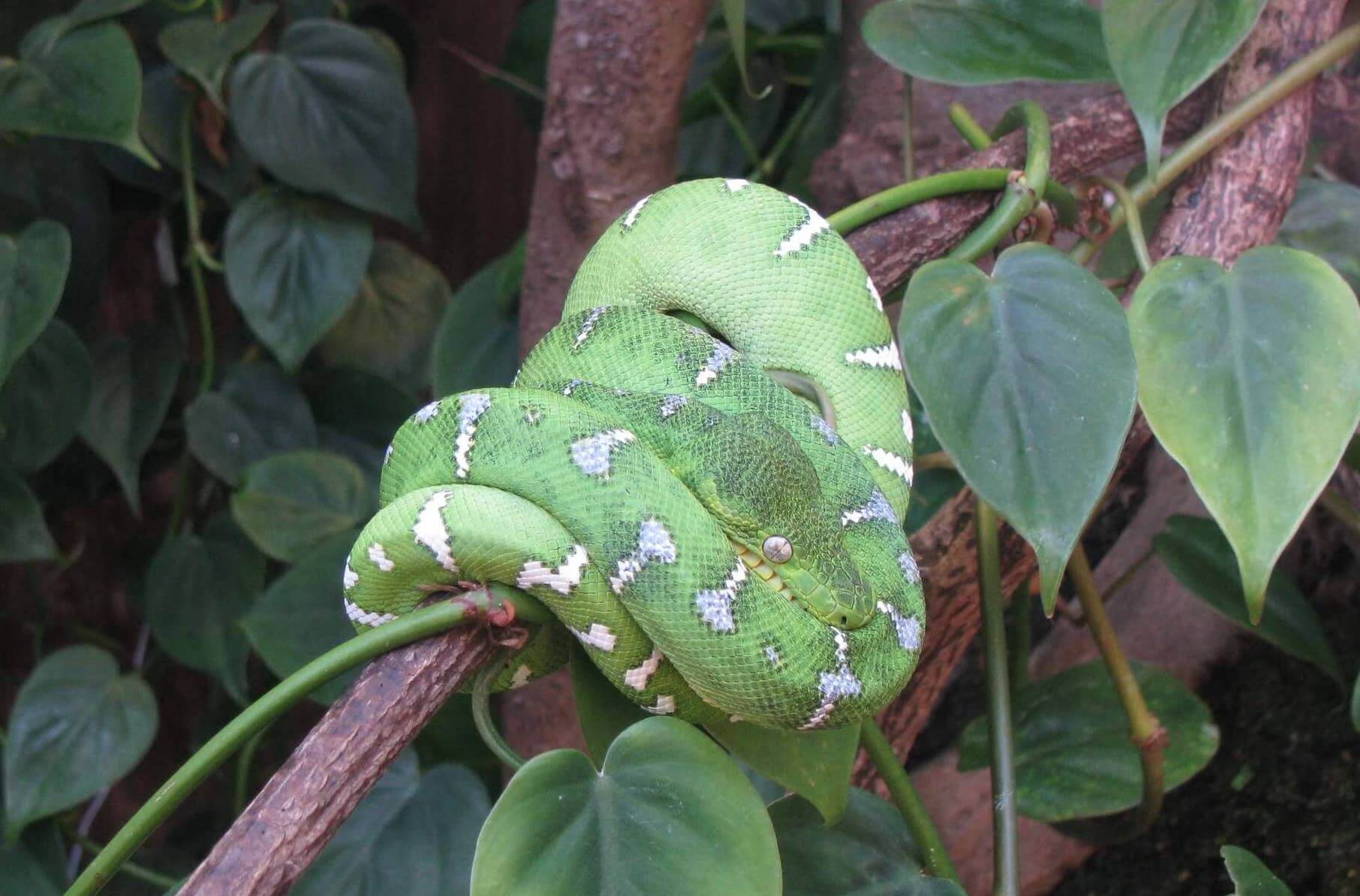 Top 10 Animals That Live in Trees! - Earth Rangers