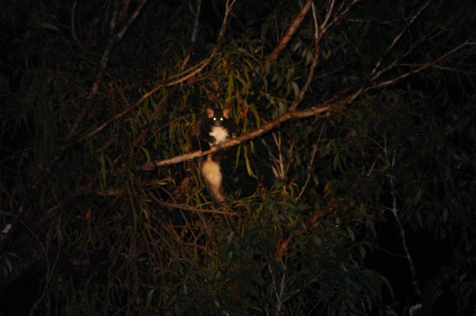 Top 10 Animals That Live in Trees! - Earth Rangers
