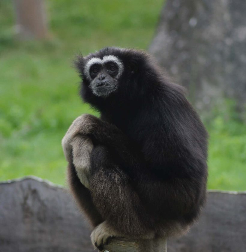 Top 10 Animals That Live in Trees! - Earth Rangers