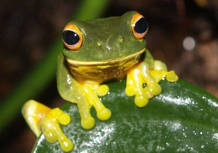 Top 10 Animals That Live in Trees! - Earth Rangers