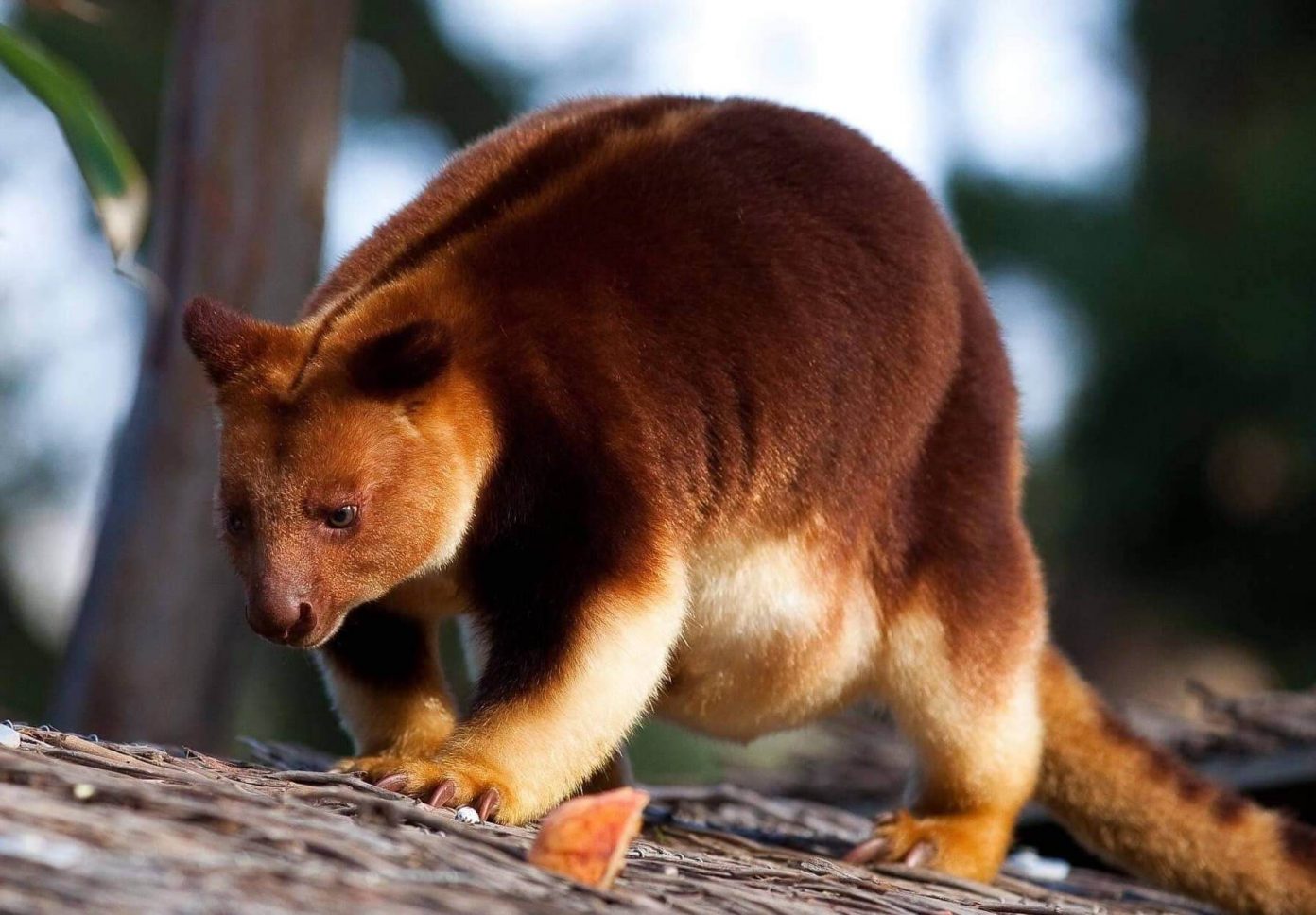 Top 10 Animals That Live in Trees! - Earth Rangers