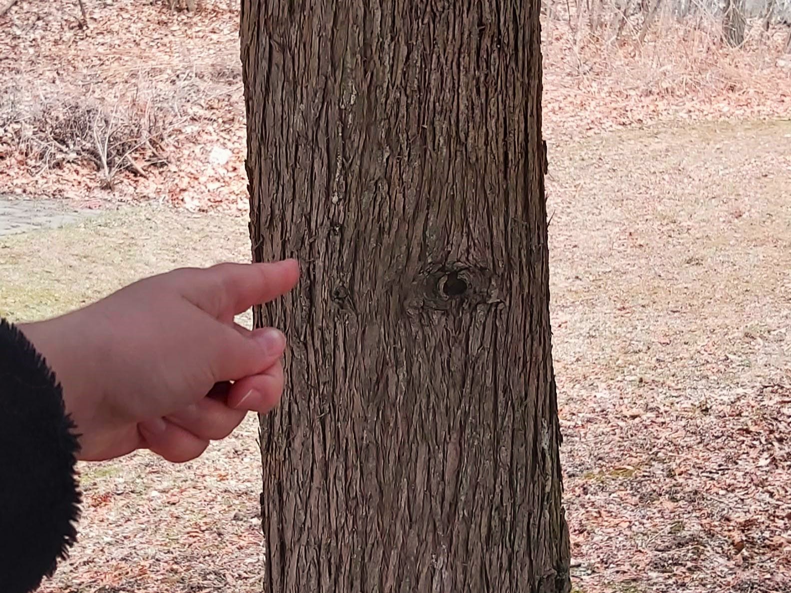 Tree Transfer Art - Earth Rangers