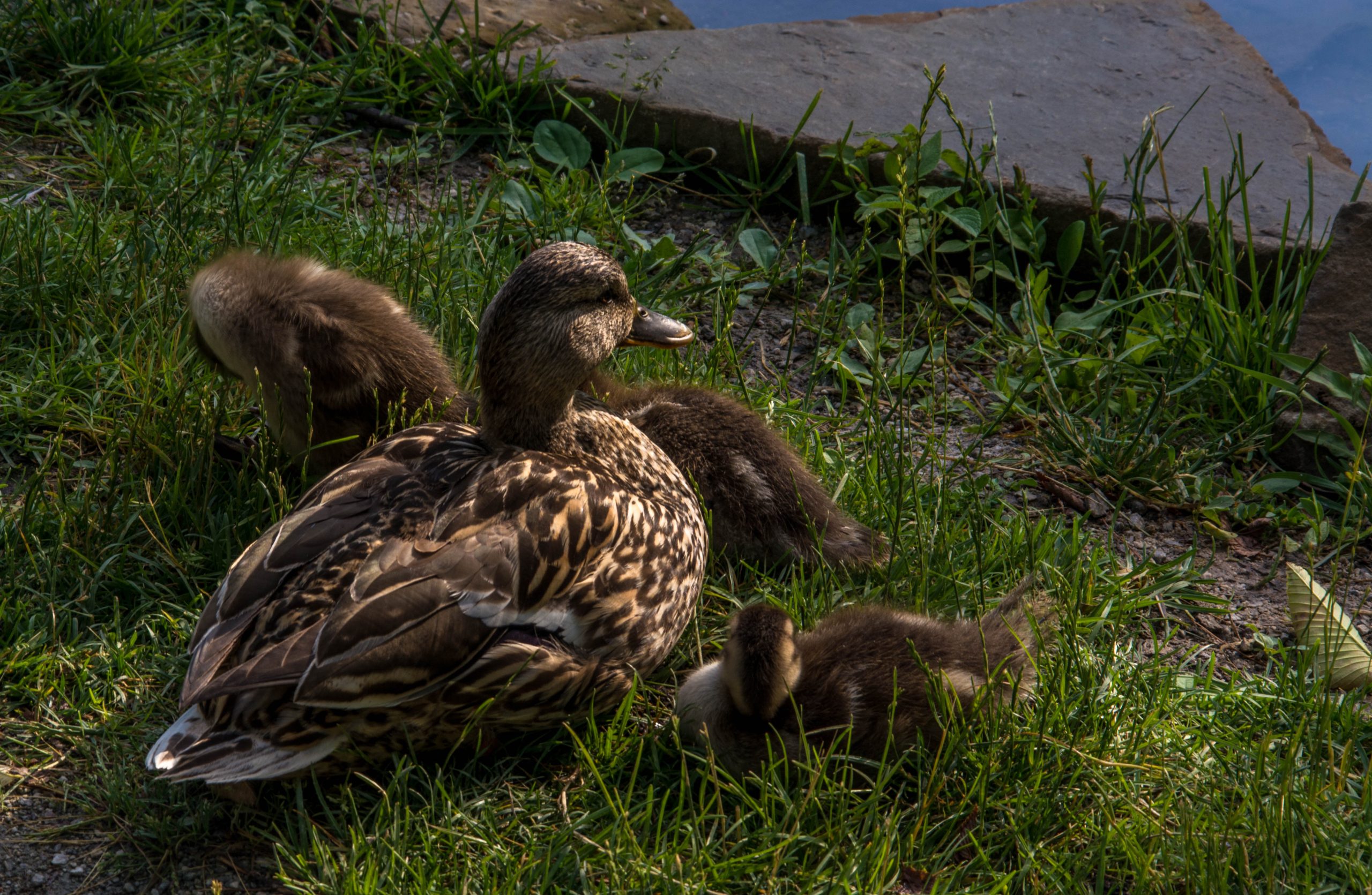 Canon Backyard Biologist Photo Contest – Finalists - Earth Rangers