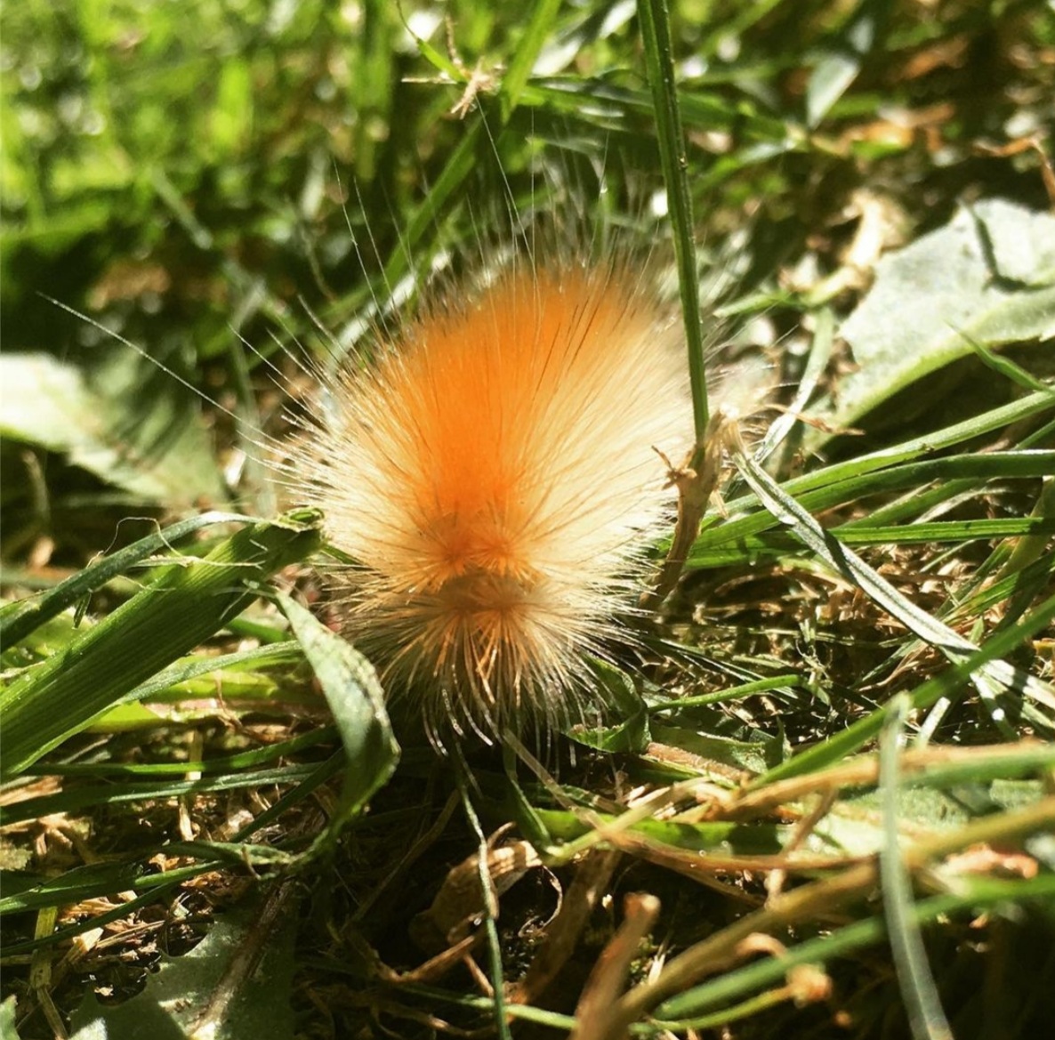 Canon Backyard Biologist Photo Contest – Finalists - Earth Rangers