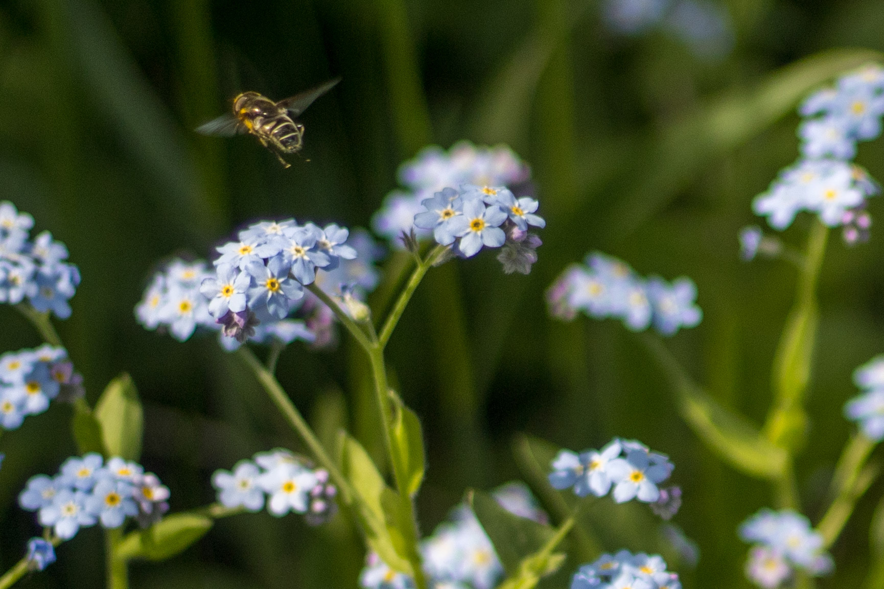 Canon Backyard Biologist Photo Contest – Finalists - Earth Rangers