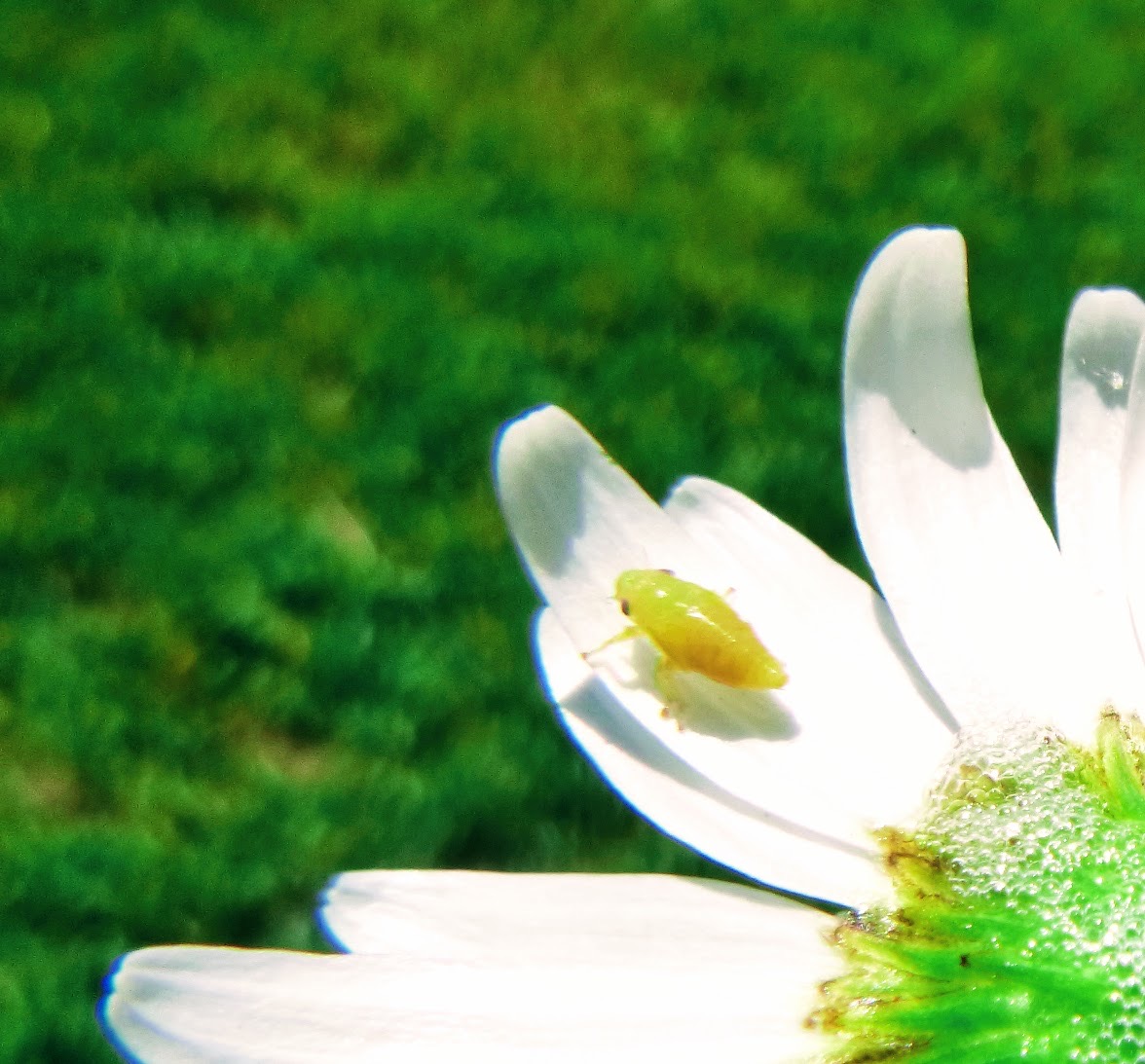 Canon Backyard Biologist Photo Contest – Finalists - Earth Rangers