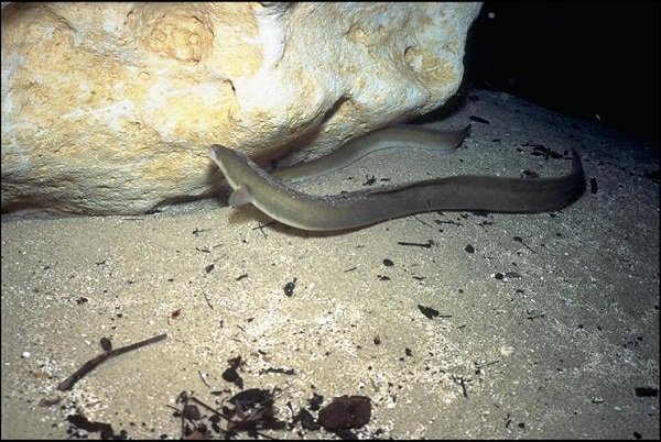 American Eels and Their Ladders - Earth Rangers