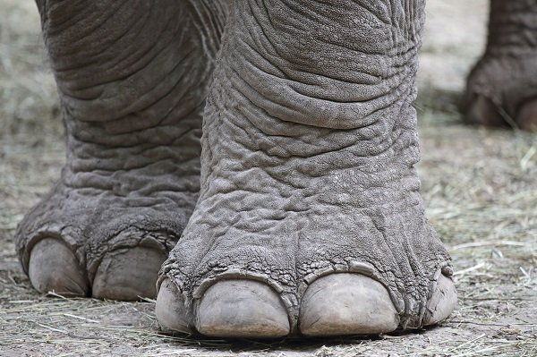 Top Ten Coolest Animal Feet - Earth Rangers