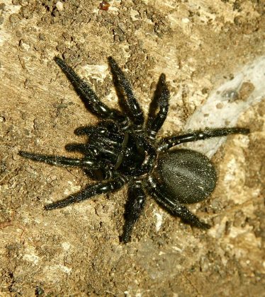 Top Ten Scariest Spiders - Earth Rangers