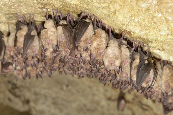 Top Ten Reasons to Love Bats - Earth Rangers
