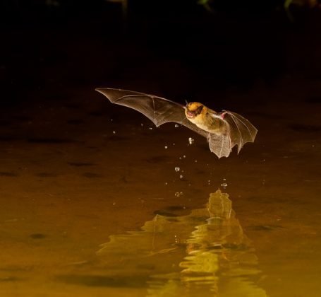 Top Ten Facts All About Animal…Poop! - Earth Rangers