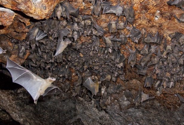 What’s Really Scary About Bats - Earth Rangers
