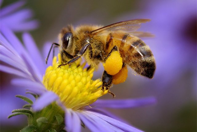 Top Ten Coolest Pollinators - Earth Rangers