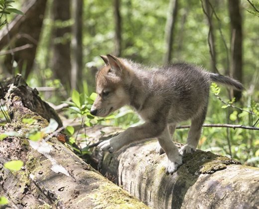 Top Ten Cutest Wolf Pups - Earth Rangers