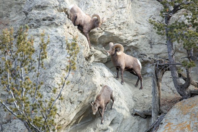 World’s Best Climbers - Earth Rangers