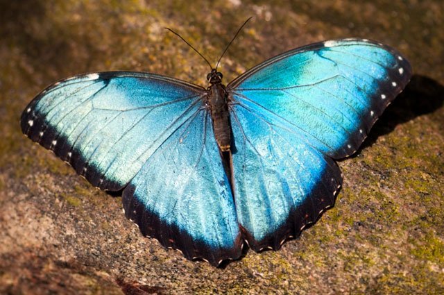 Colours of a Biome: Tropical Rainforest Edition - Earth Rangers