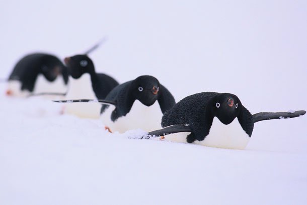 Animal Winter Olympics - Earth Rangers