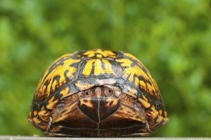 Top Ten Facts about Turtle Shells - Earth Rangers